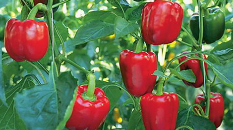 Paprika Merah Adalah Buah Paling Menyehatkan | SEHAT.link